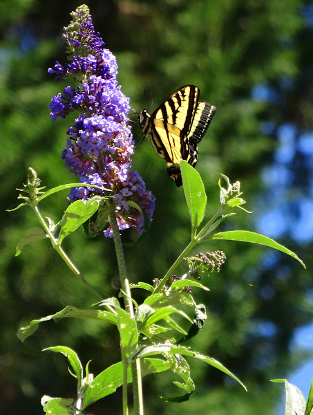 Oregon Swallowtail Butterfly | Project Noah