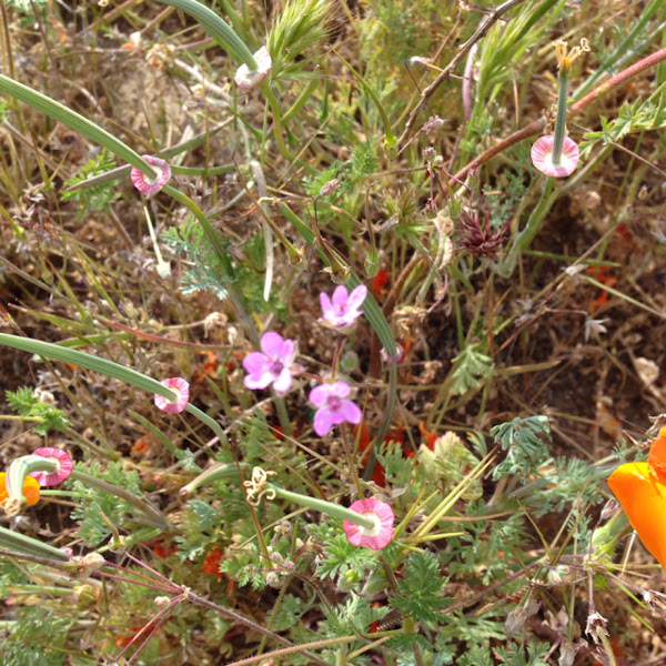 Red stem filaree | Project Noah