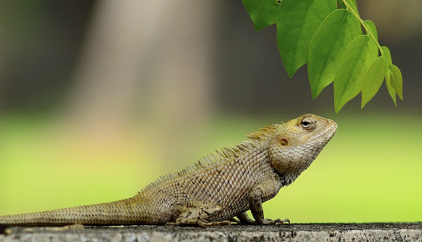 Oriental garden lizard | Project Noah