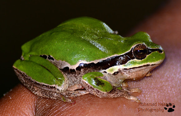 Arabian Tree Frog | Project Noah