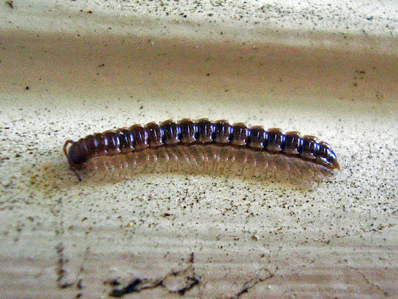 Greenhouse millipede | Project Noah