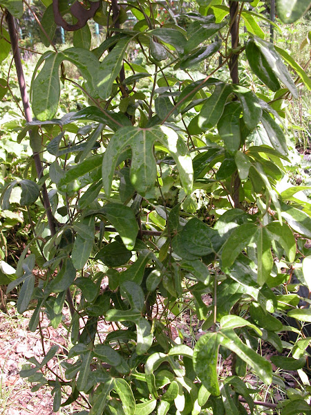 Trilobed Pipevine | Project Noah