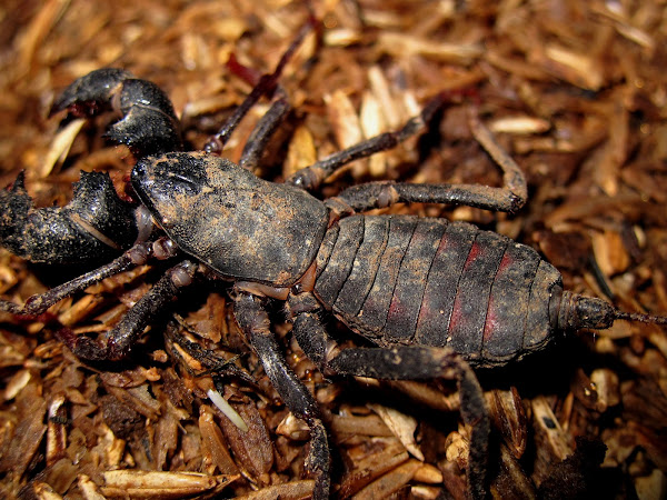 Whip Scorpion | Project Noah
