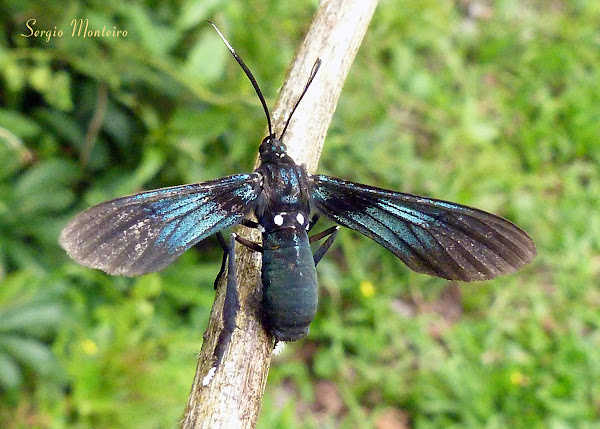 Southern Cyan Tiger Moth | Project Noah