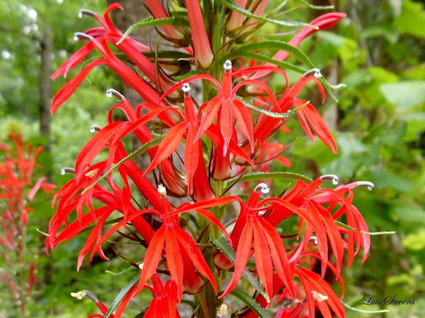 Wild Cardinal Flower | Project Noah