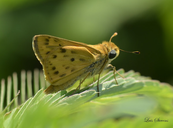 Fiery Skipper | Project Noah