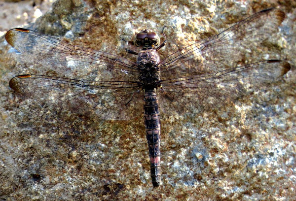 Horned Rock-dweller | Project Noah
