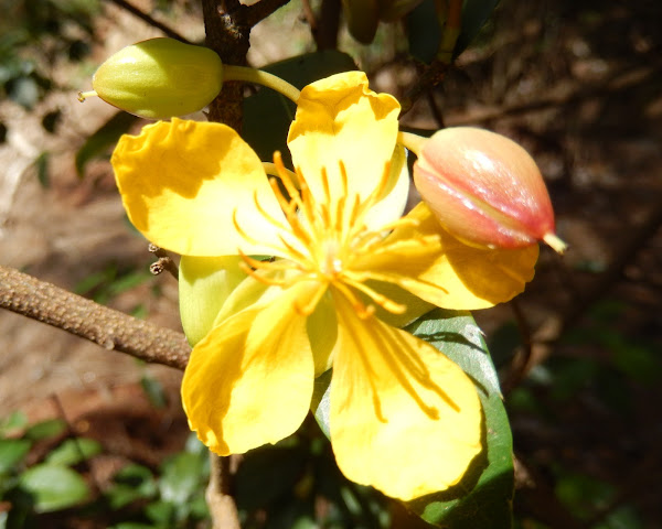 Mickey Mouse Plant | Project Noah