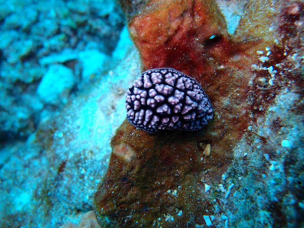 Phyllidiella pustulosa | Project Noah