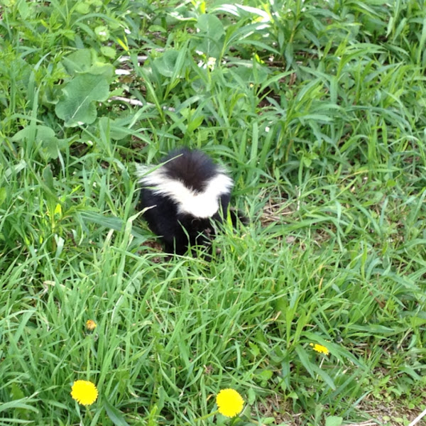 Skunk | Project Noah