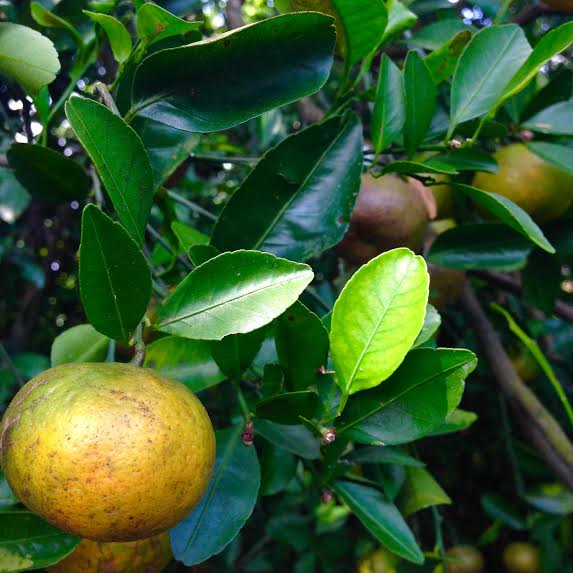 Tangerine | Project Noah