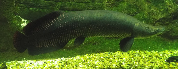 Arapaima | Project Noah