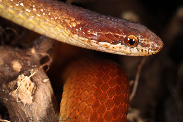Pine Woods Snake | Project Noah