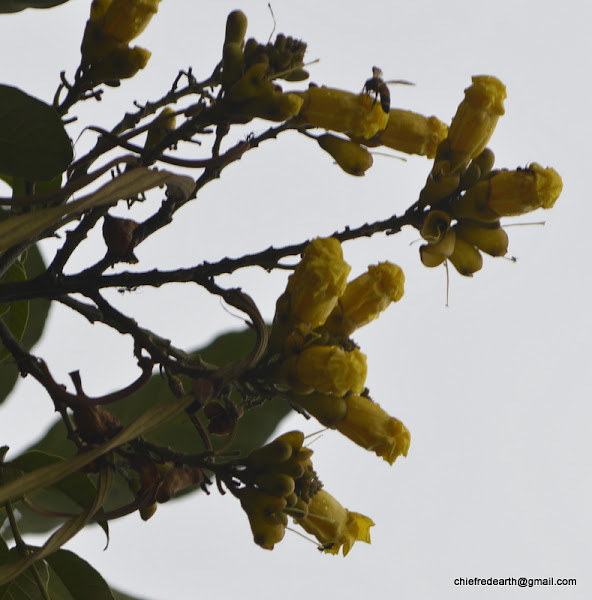 Markhamia, Nile tulip, Nile Trumpet or Siala tree | Project Noah