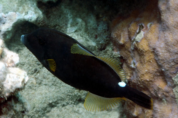 Squaretail Filefish | Project Noah