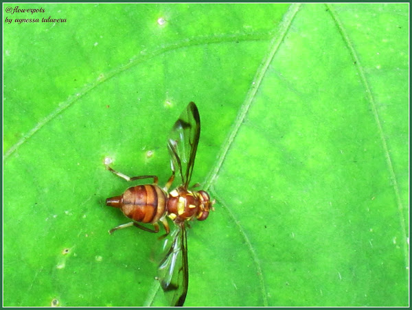 Melon Fruit Fly | Project Noah