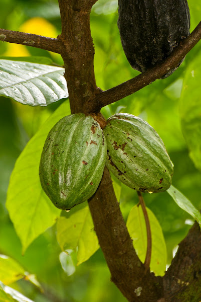 Cocoa Tree | Project Noah