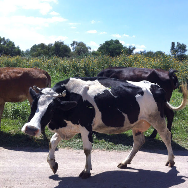 Vaca pinta | Project Noah