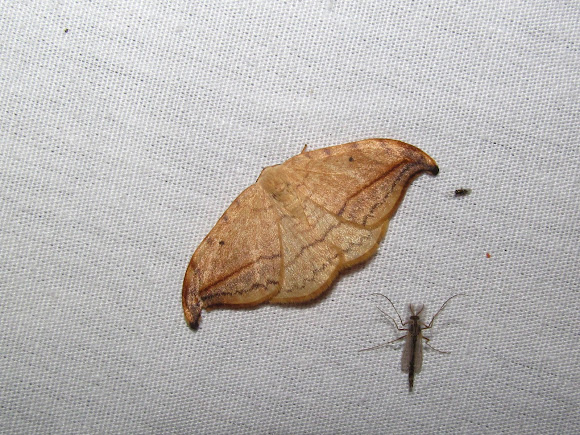 Arched Hooktip | Project Noah