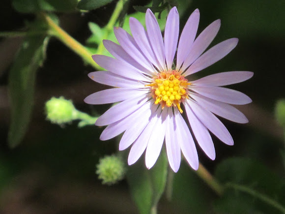 Late Purple Aster | Project Noah