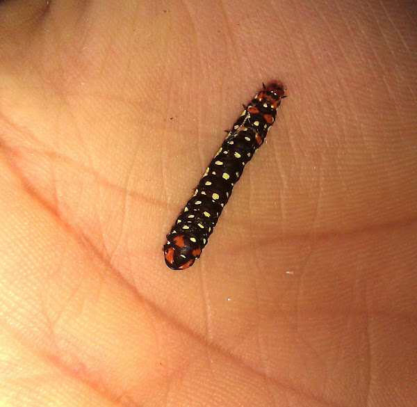 Lily moth caterpillar | Project Noah