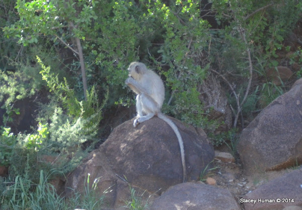 Cape vervet monkey | Project Noah