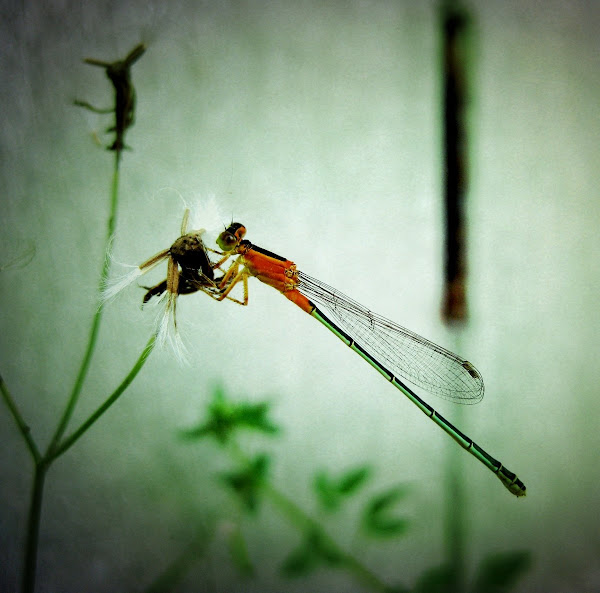 Damselfly | Project Noah