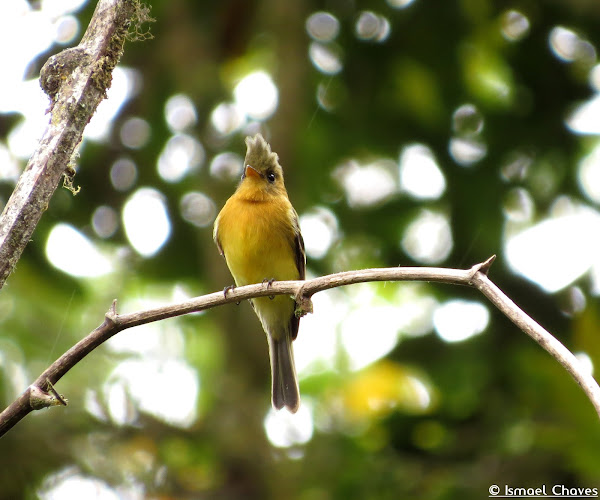 Northern Tufted Flycatcher | Project Noah