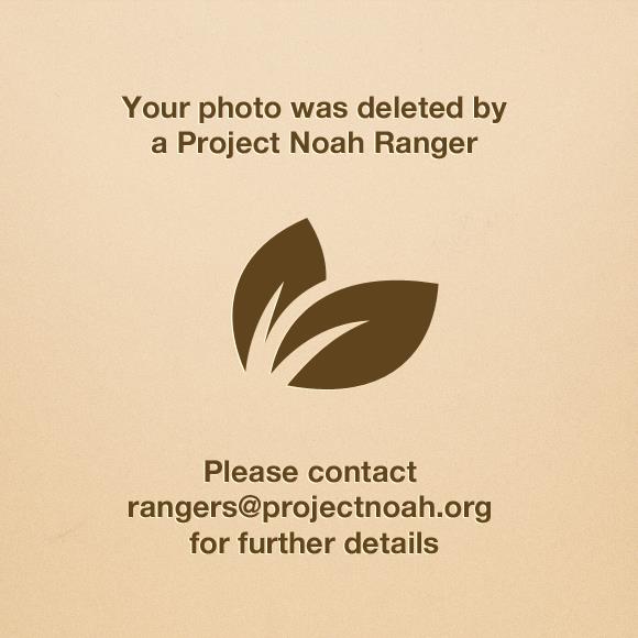 Spotting | Project Noah