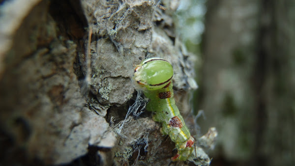 Variable Oakleaf Caterpillar | Project Noah