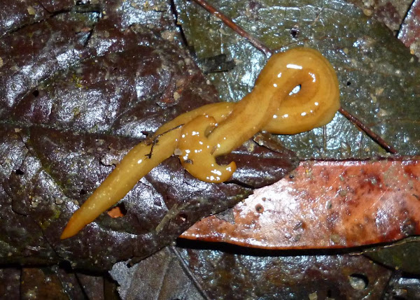 Hammerhead worm | Project Noah