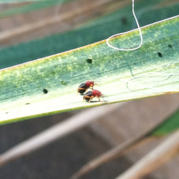 Yucca plant bug | Project Noah