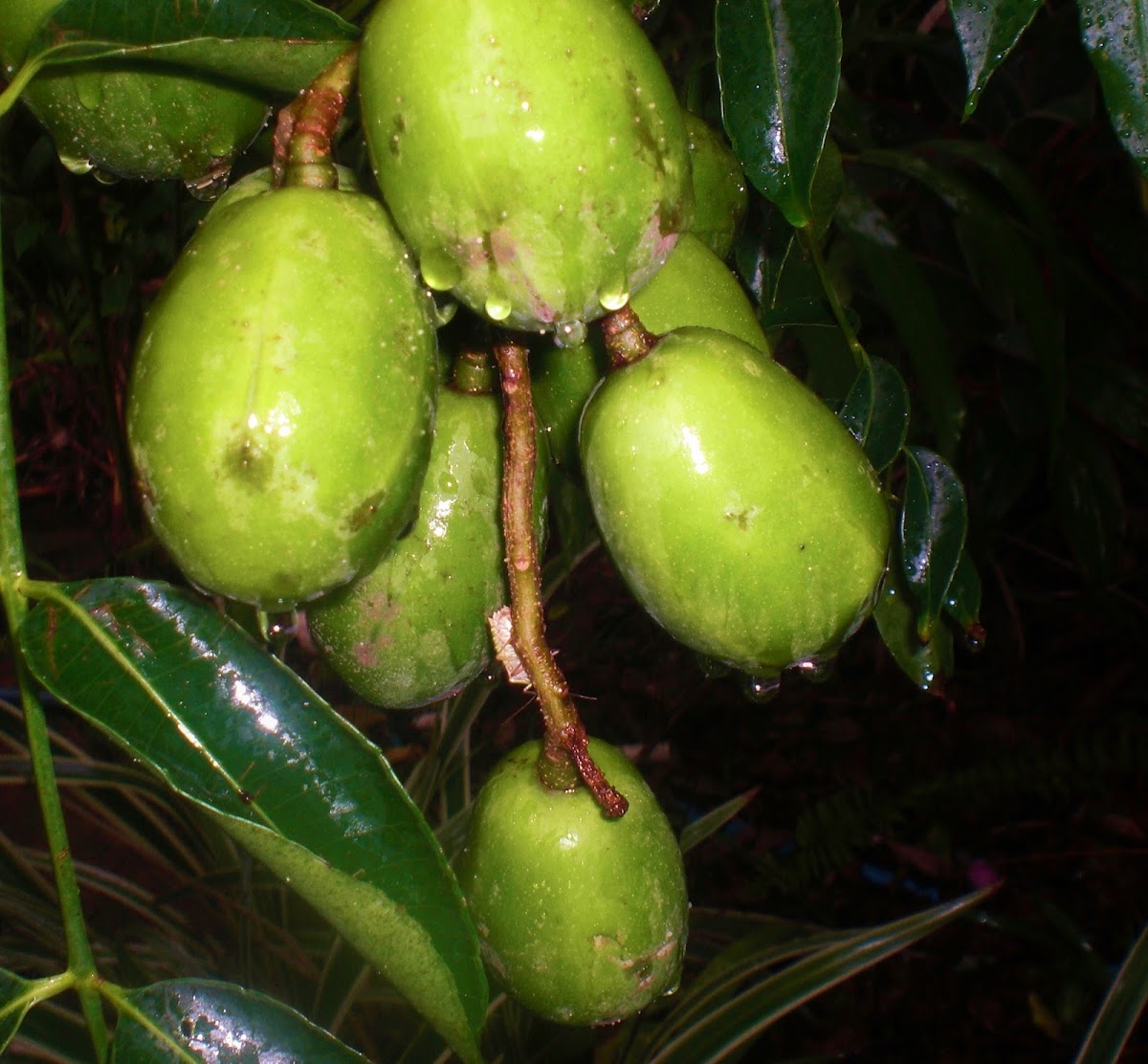 pommecythere-golden apple | Project Noah