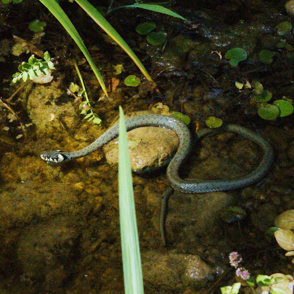 Reptiles and Amphibians of Central Europe | Project Noah