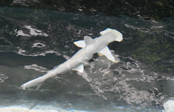 Bonnethead shark | Project Noah