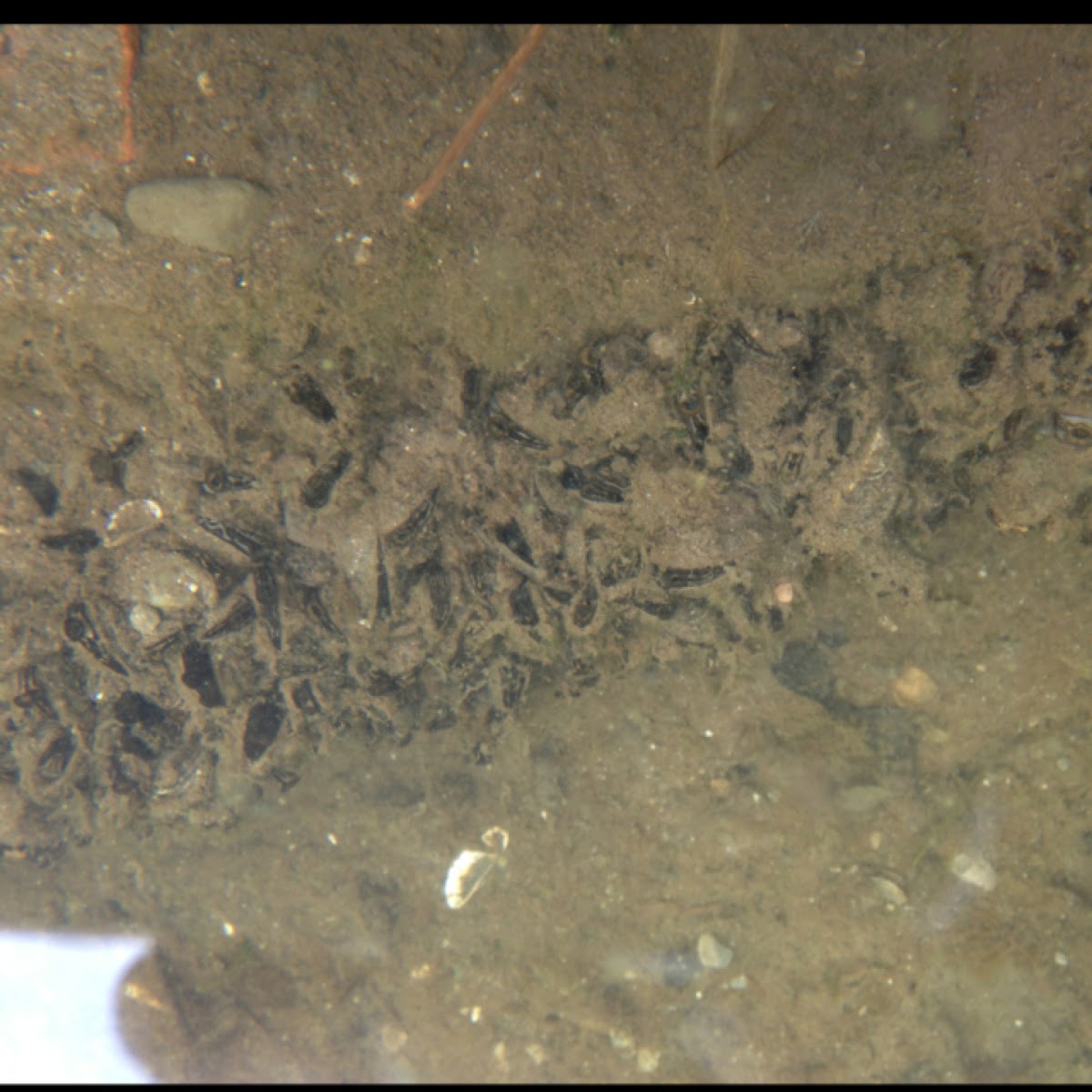 Zebra Mussels | Project Noah