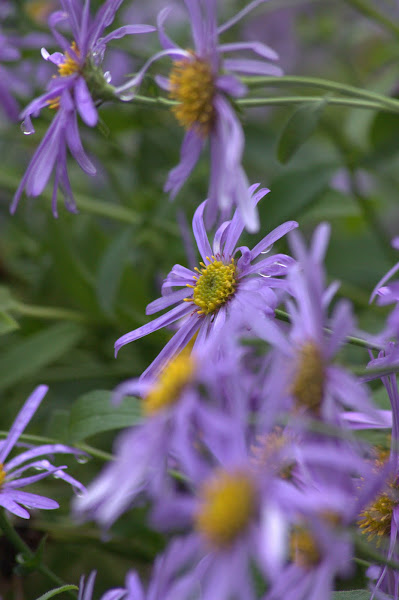 Aster alpinus | Project Noah