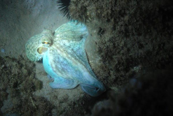 Common octopus | Project Noah