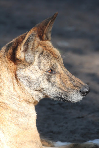 Dingo/Domestic Dog Hybrid | Project Noah