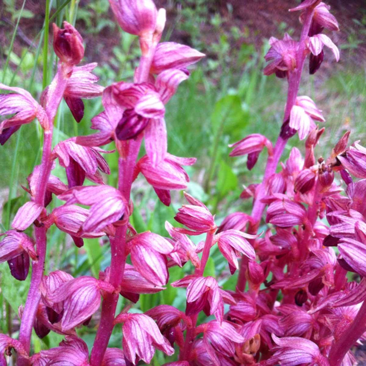 Striped Coral-root Orchid | Project Noah