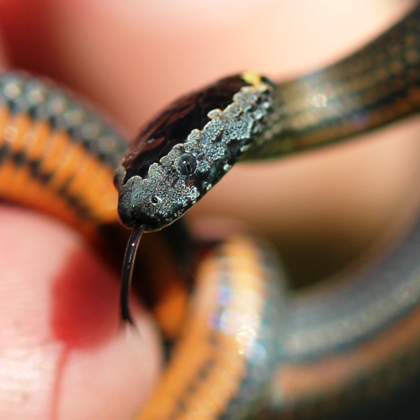 Baby Golden-crowned Snake | Project Noah