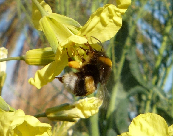Abejorro común. Large earth bumblebee | Project Noah