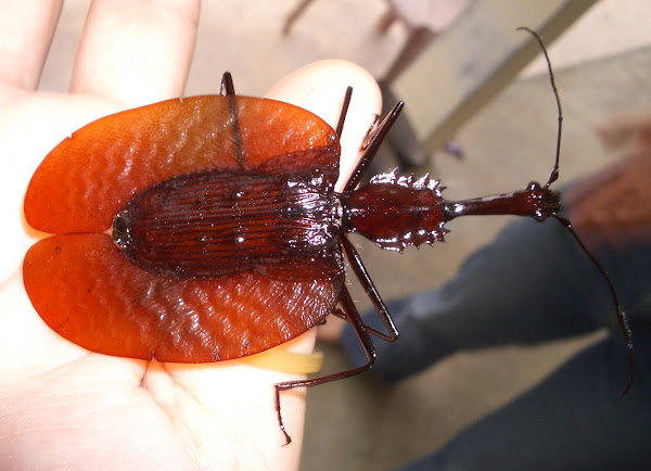 Violin beetle | Project Noah