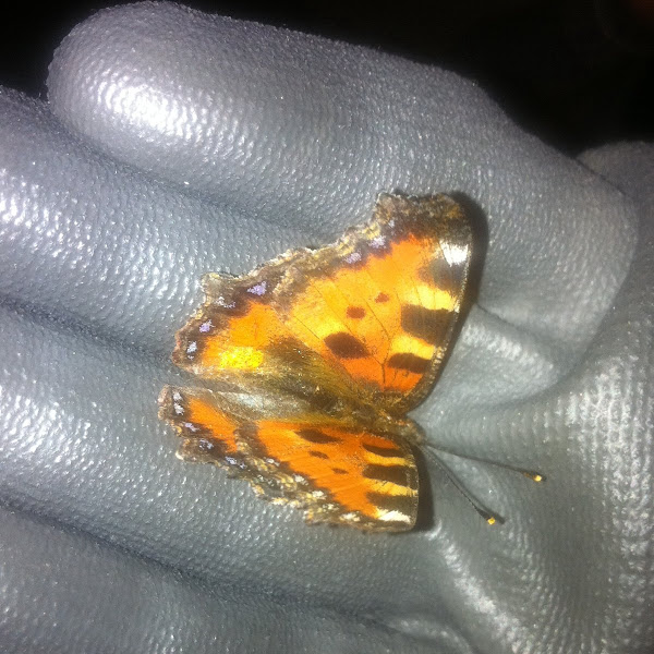 Großer Fuchs | Project Noah