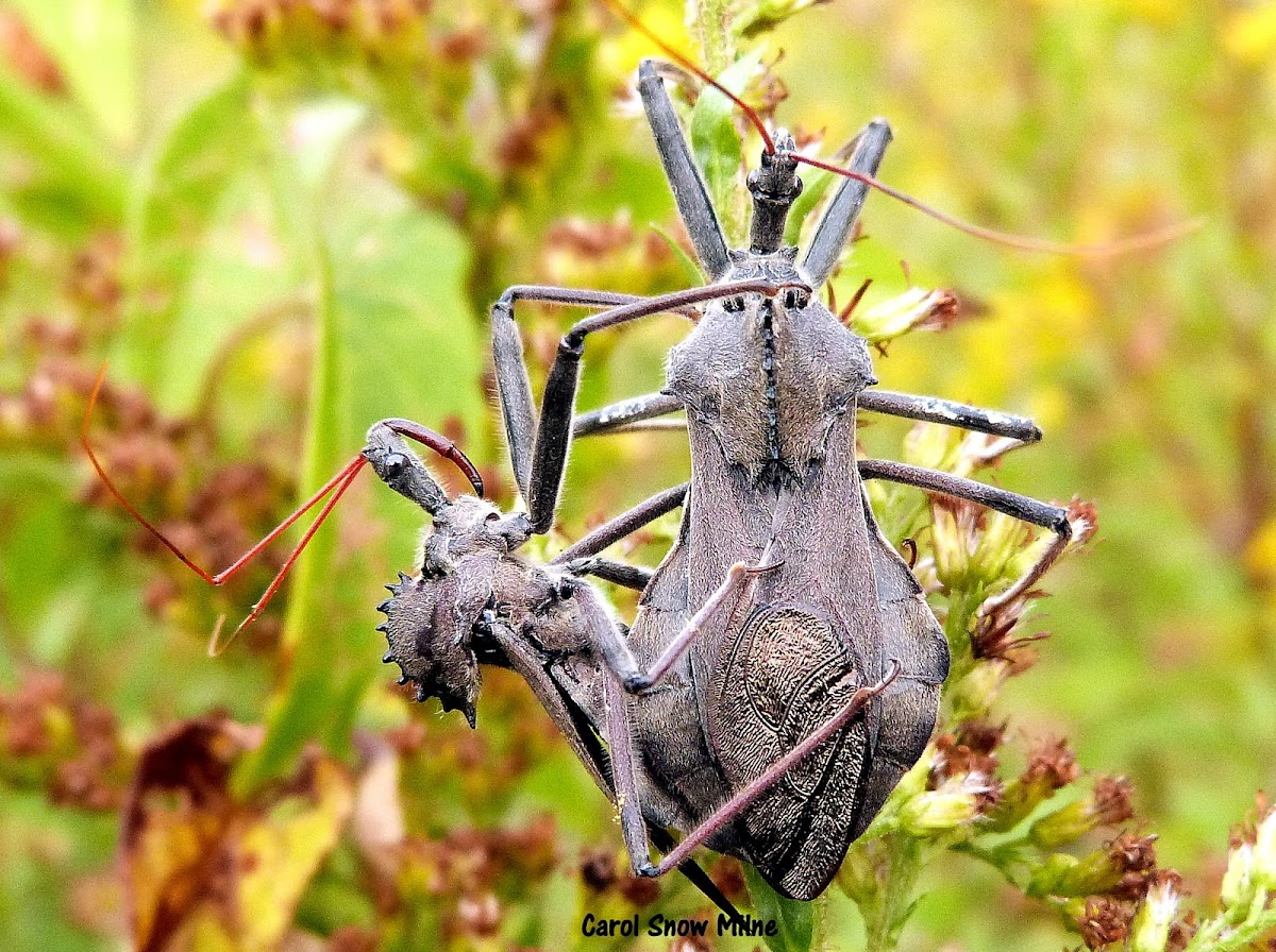 Wheel Bugs Mating | Project Noah