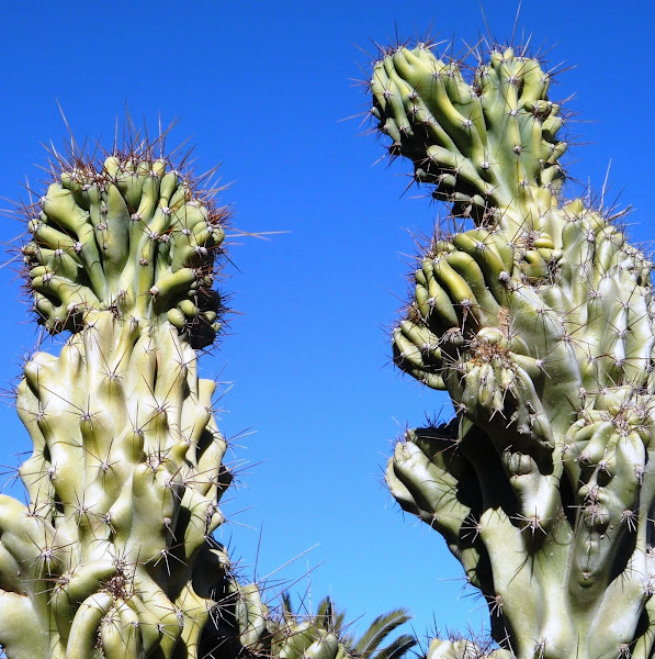 Cactus monstruoso | Project Noah