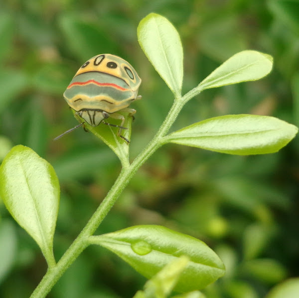 Picasso Bug | Project Noah