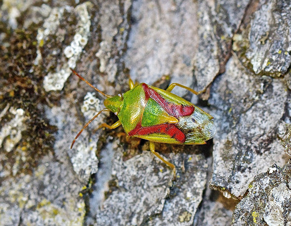 Juniper Shieldbug | Project Noah