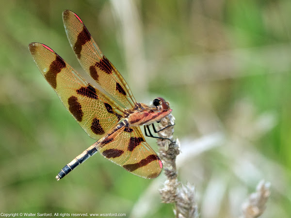 Halloween Pennant dragonfly (female) | Project Noah