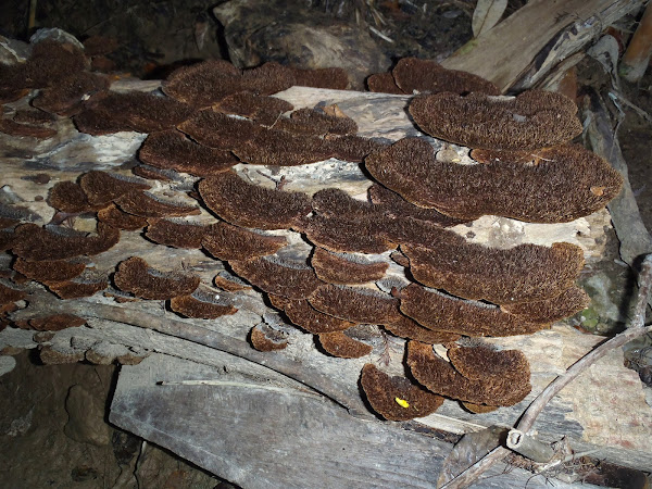 Fuzzy Shelf Fungus | Project Noah